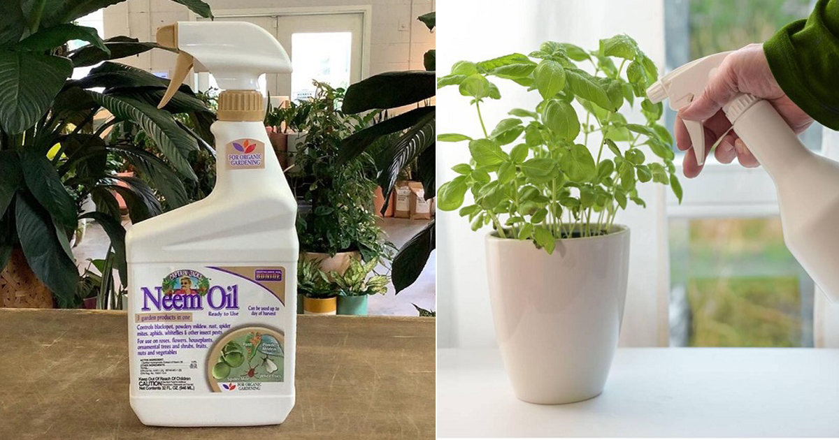 Is Neem Oil Safe to Use on Herbs? Here's What You Need to Know - Castor ...