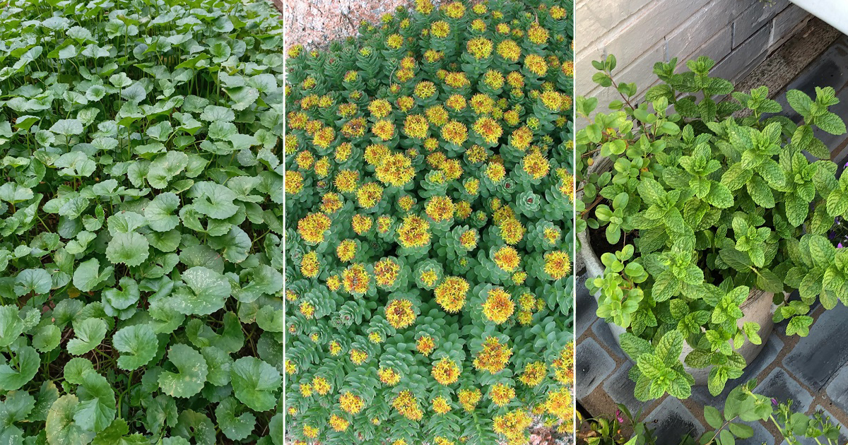 Feeling Lazy? Try These Herbs for Energy and Focus! - Castor Oil Guide