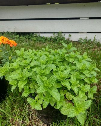 6 Best Herbs for Gut Health - Castor Oil Guide